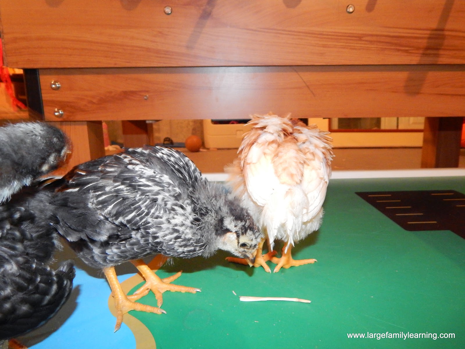 Large Family Learning : Raising Baby Chicks: 3 Weeks Old
