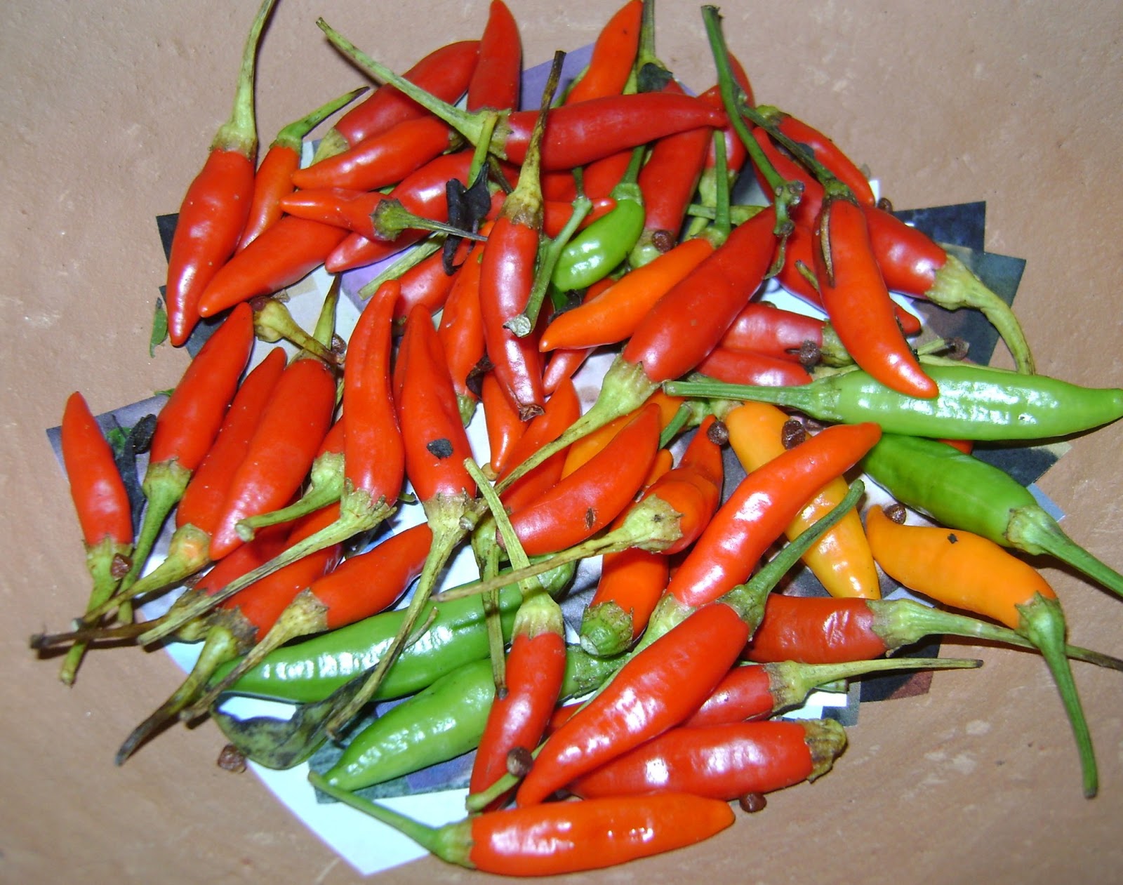 CE: SALVE MARIA PIMENTA!