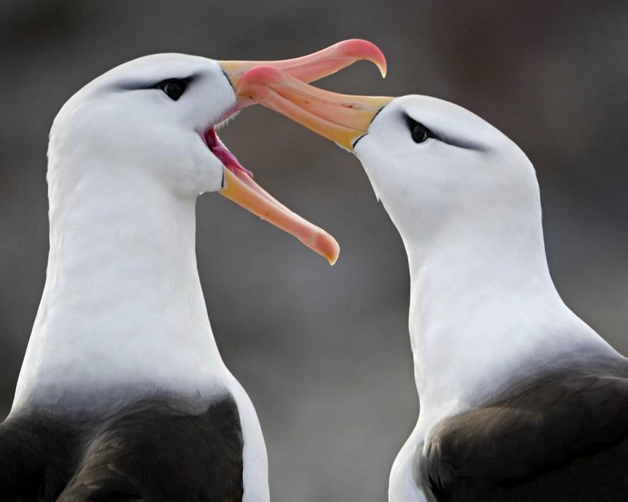 Dynamic Animals: Las gaviotas lloran ¿sabes por qué?
