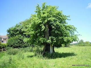 A Cotswold Year: Old Lime Tree