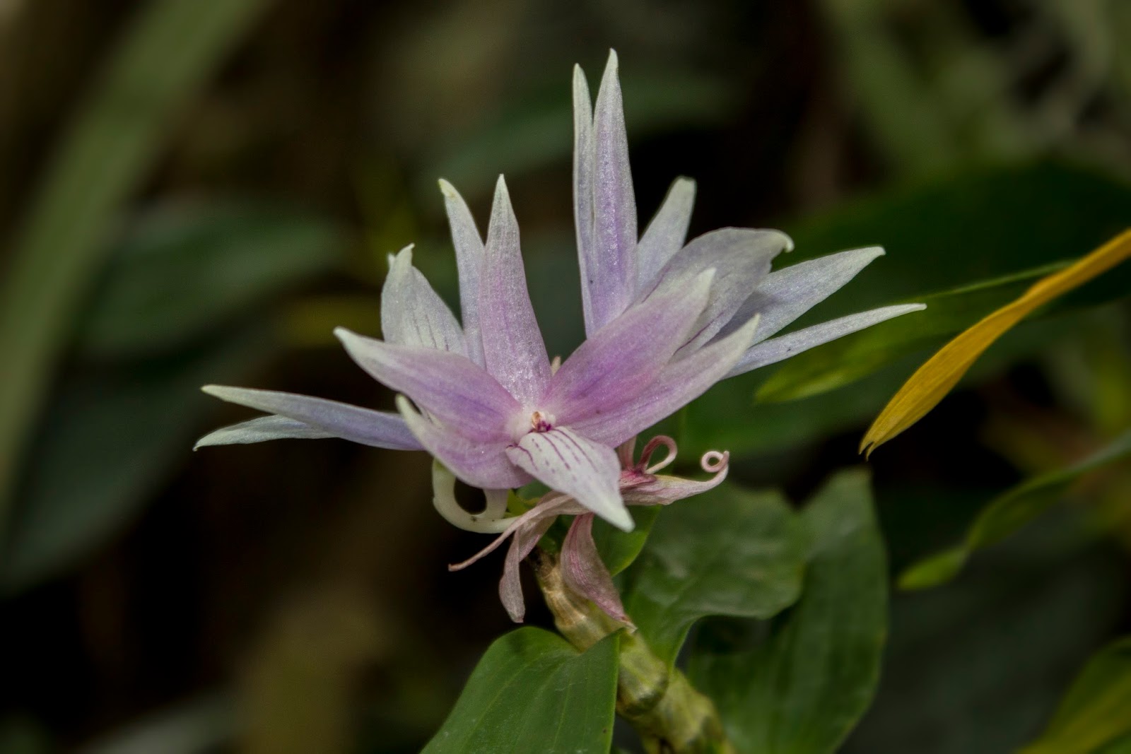 Maria's Orchids: A display of dendrobiums