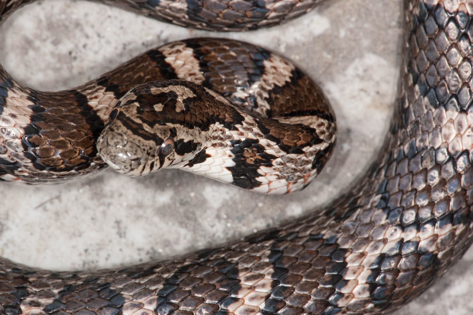 Champlain Islands' Nature: Milk Snake
