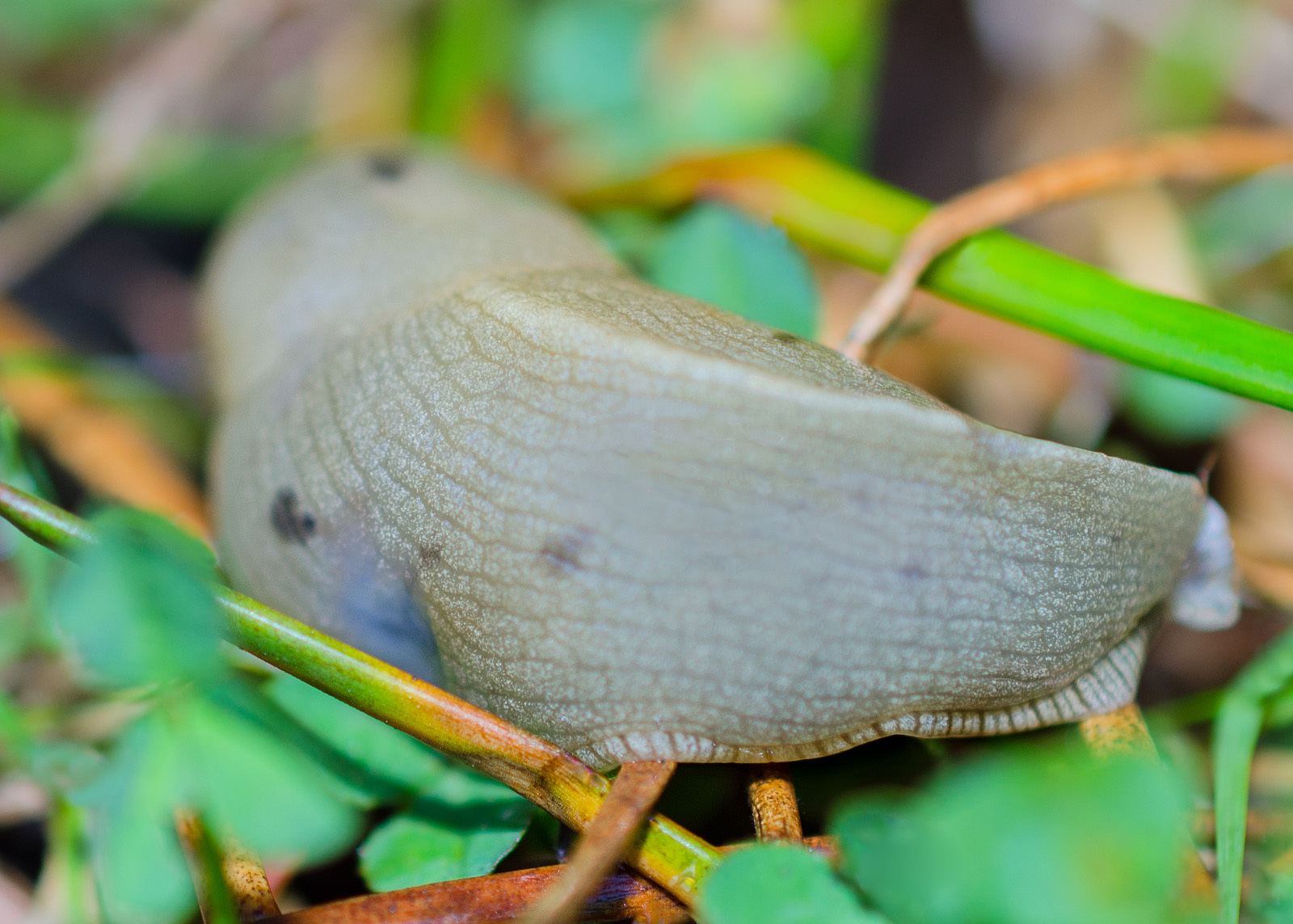 Wanderin' Weeta (With Waterfowl and Weeds): The competition. And a ...