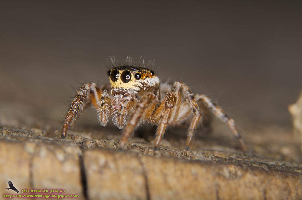 La Ventana Salvaje: Salticidae