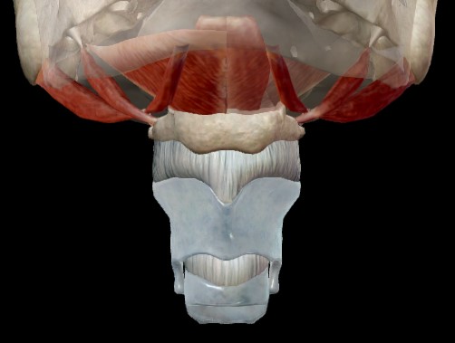 Músculos laríngeos | Segunda parte