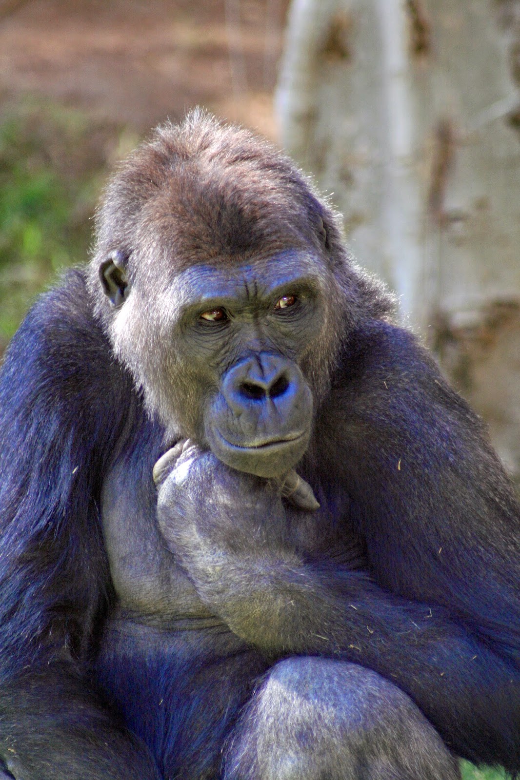 Archives Of The Apes: Monkey Planet