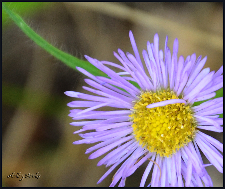 Prairie Wildflowers: Purple Fleabane: End of Season