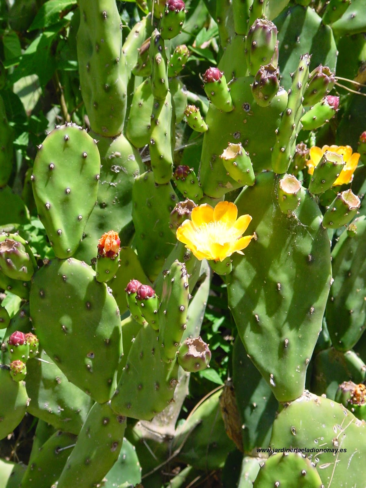 Jardineria Eladio Nonay: CHUMBERA - OPUNTIA FICUS INDICA (Jardinería ...