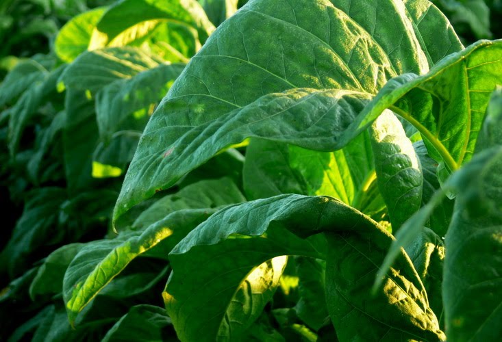 Juned blog: PENELITIAN BENIH TANAMAN TEMBAKAU