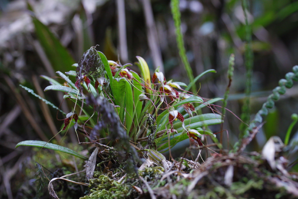 Masdevallia picturata care and culture | Travaldo's blog