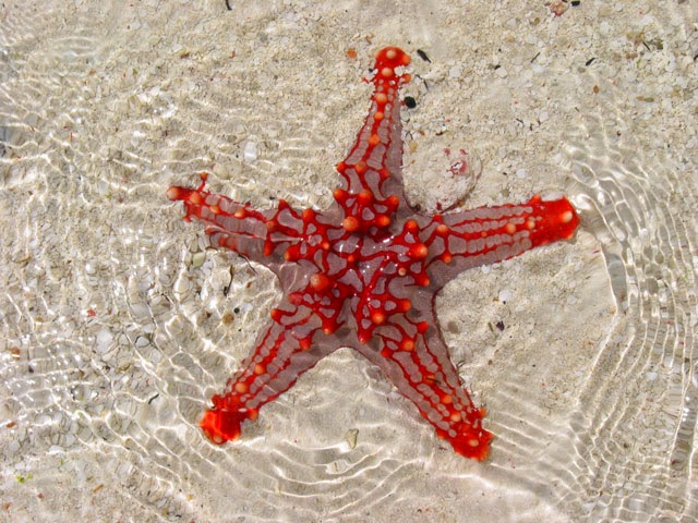 Biologia-Vida: Estrela-do-mar-de-botão-vermelho / Red-knobbed starfish ...