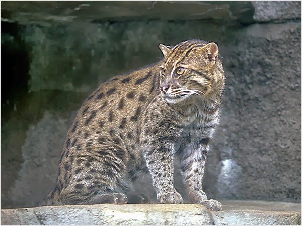 Fishing Cat Animals Amazing Facts Latest Pictures All Wildlife fishing-cat-animals-amazing-facts-latest-pictures-all-wildlife