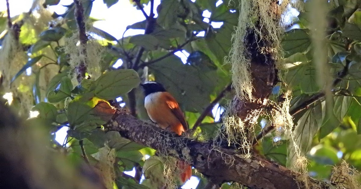LOGSAC: Birding along Tinikaran Trail to Mt. Apo