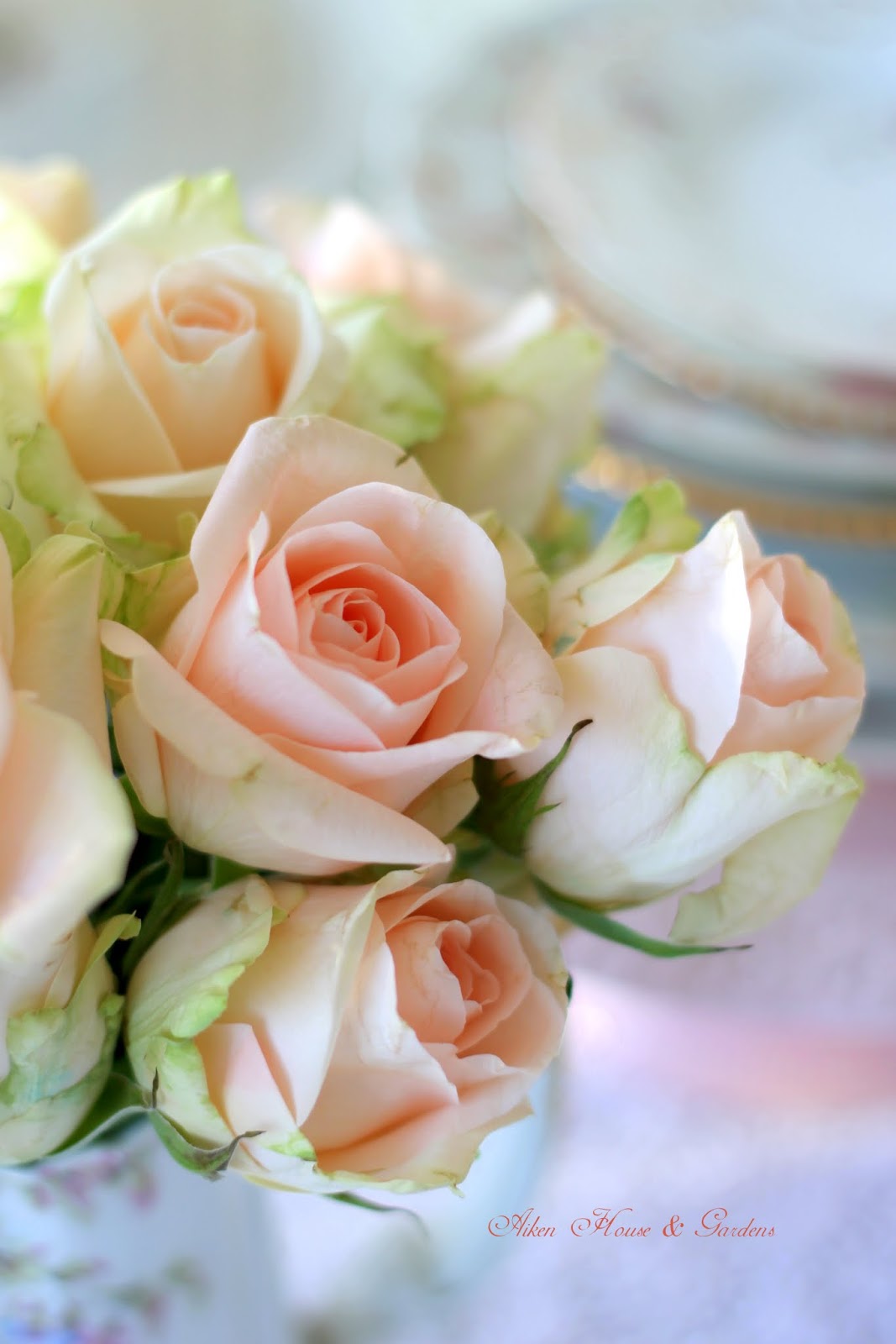 Aiken House & Gardens: Romantic Valentine Roses