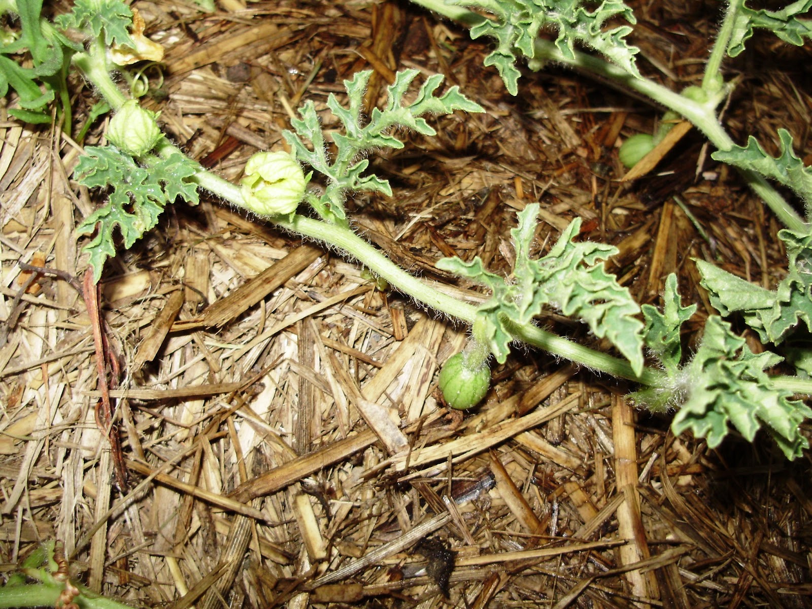 Tassie Germinations: What are you picking now?