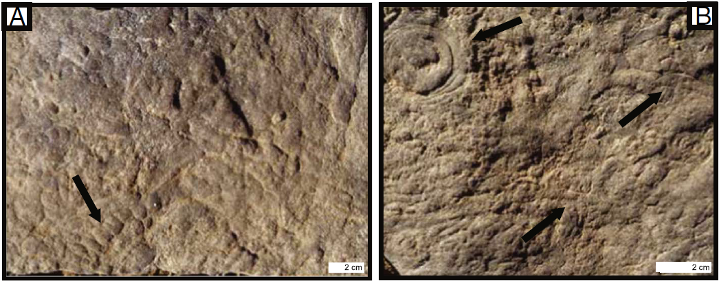 Sciency Thoughts: Reconstructing the Ediacaran Nilpena ecosystem.