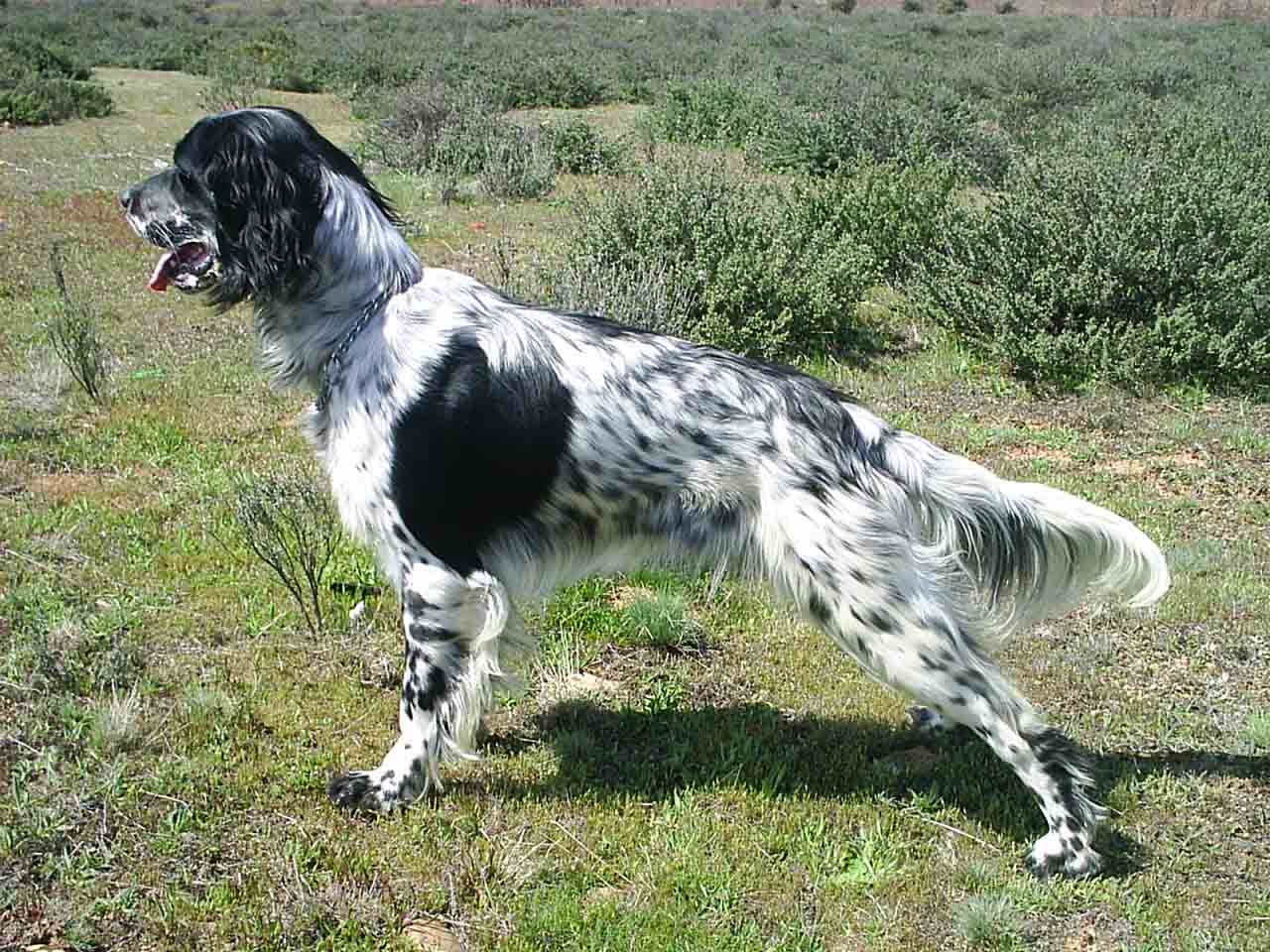 Nós, os Cachorros - No Japão: Raças de Cachorro: Setter Inglês