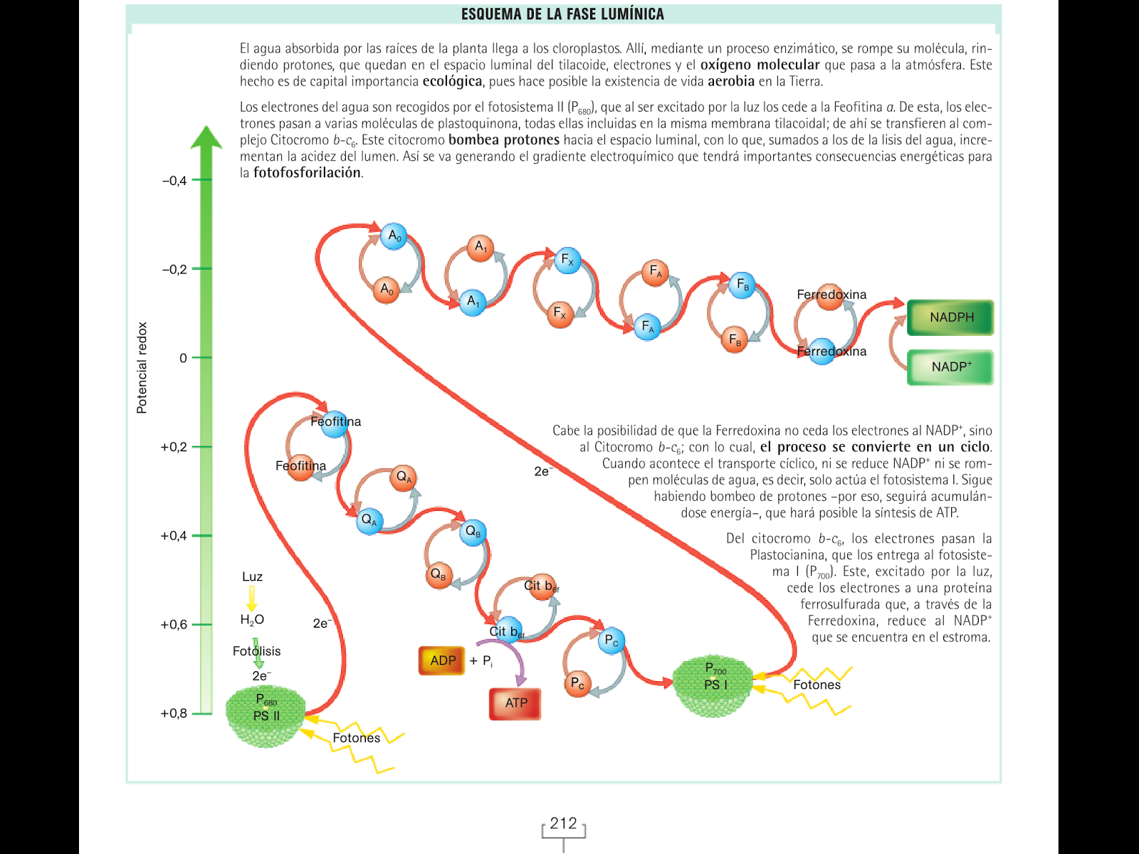 IEES JUAN RAMÓN JIMÉNEZ BIOLOGÍA 2º BACHILLERATO: BALANCE ENERGÉTICO