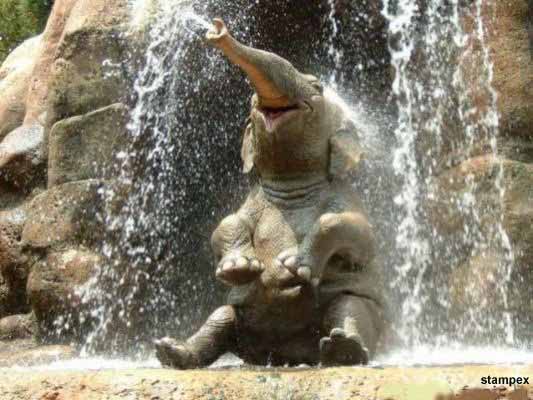 Asad's blog: Funny Elephant