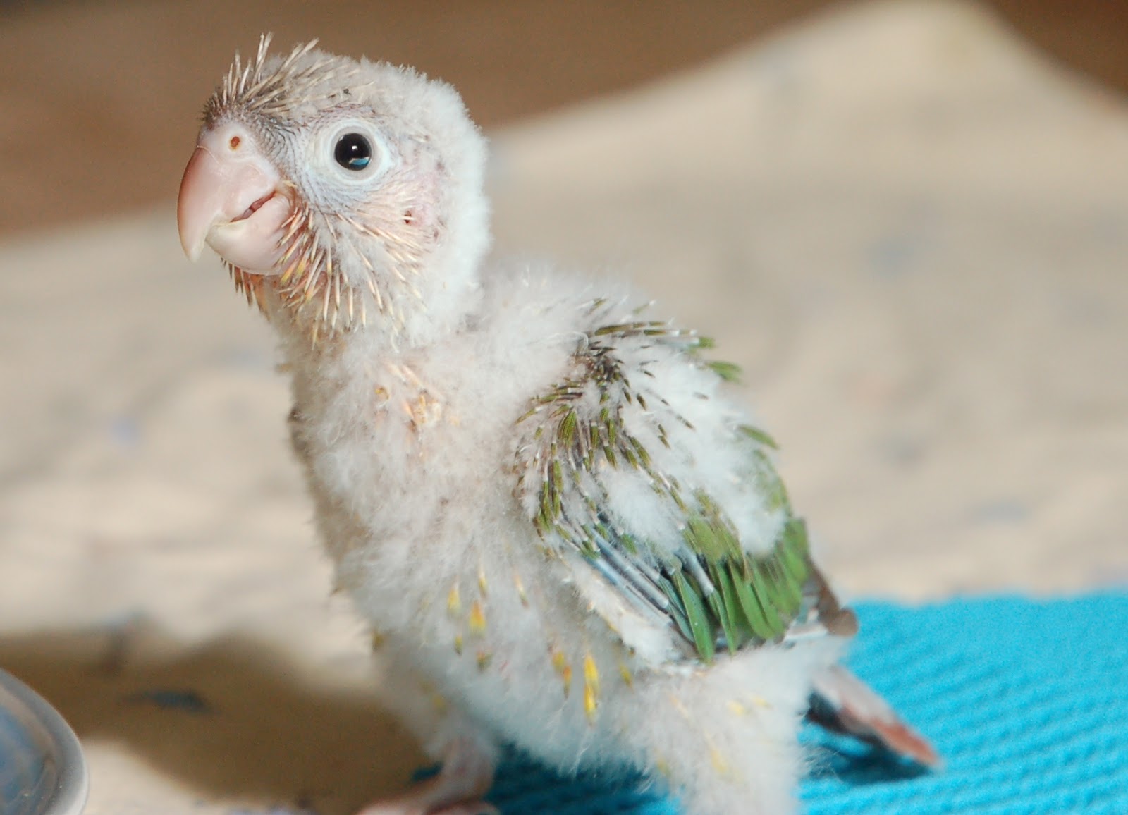 Quaker and Conure Buddies of Illinois: Conure Baby Photo Diary