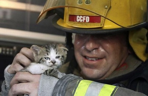 26 Heartwarming pictures of animal rescues | Amazing Creatures