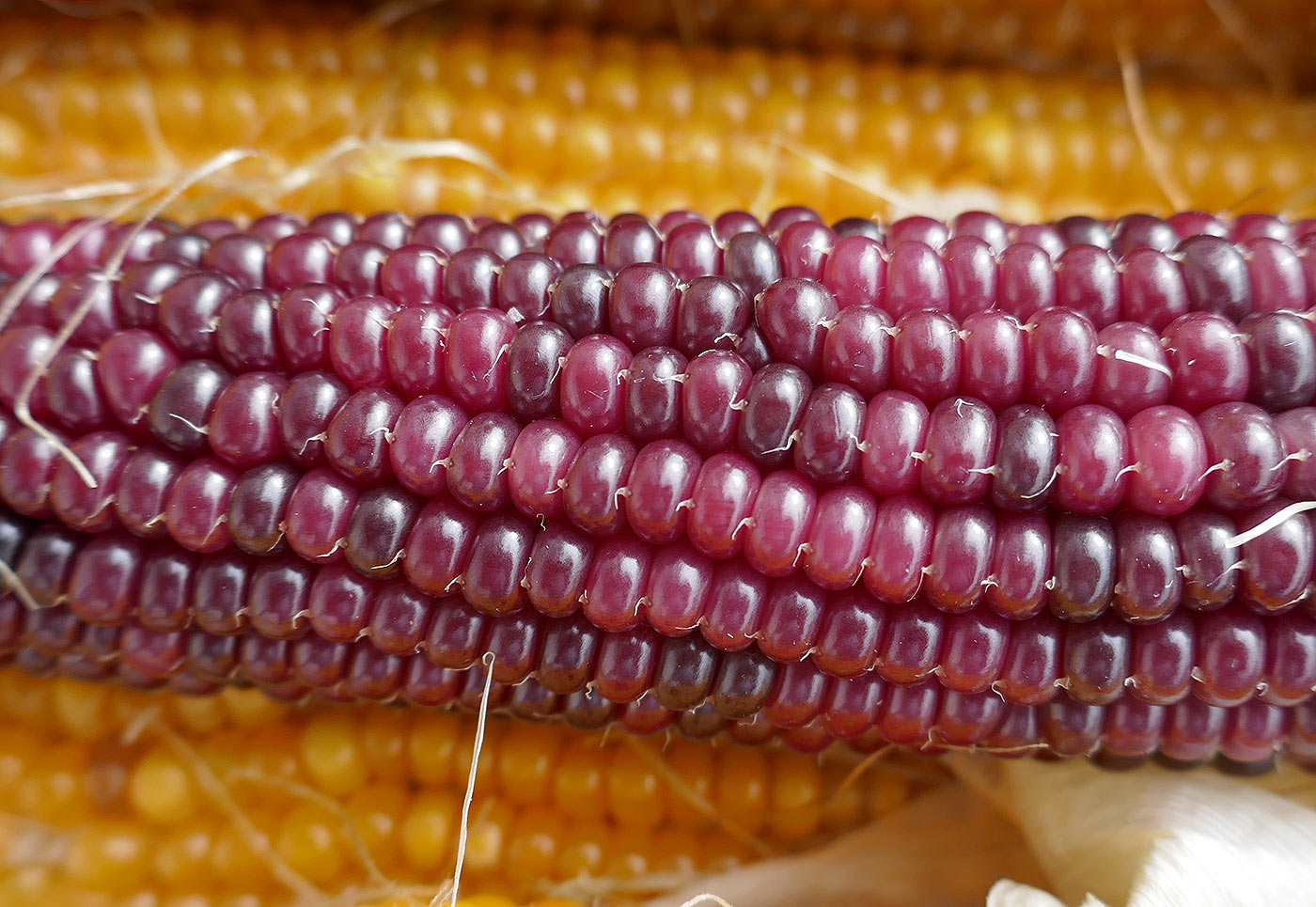 Gartenzone: Im Farbenrausch des Popcornmais