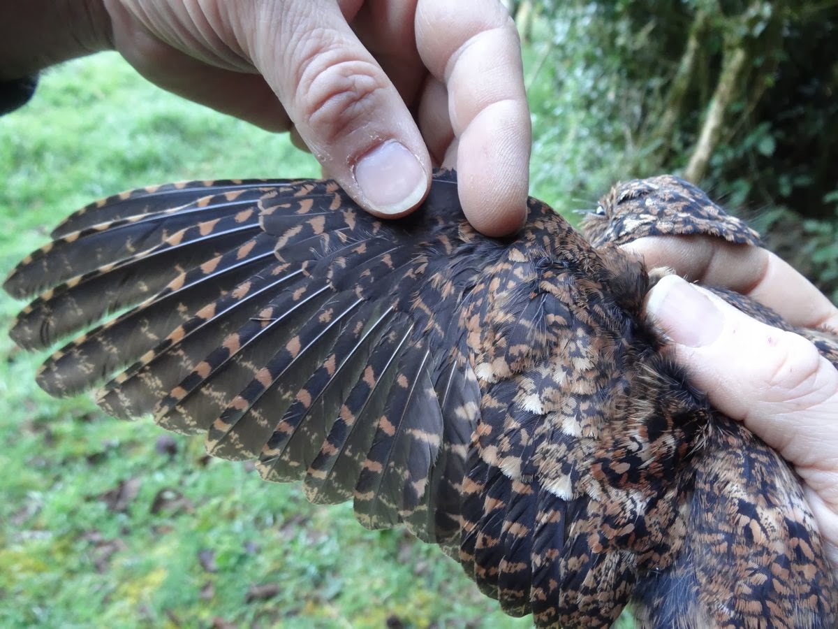 Teifi Ringing Group: November 2013