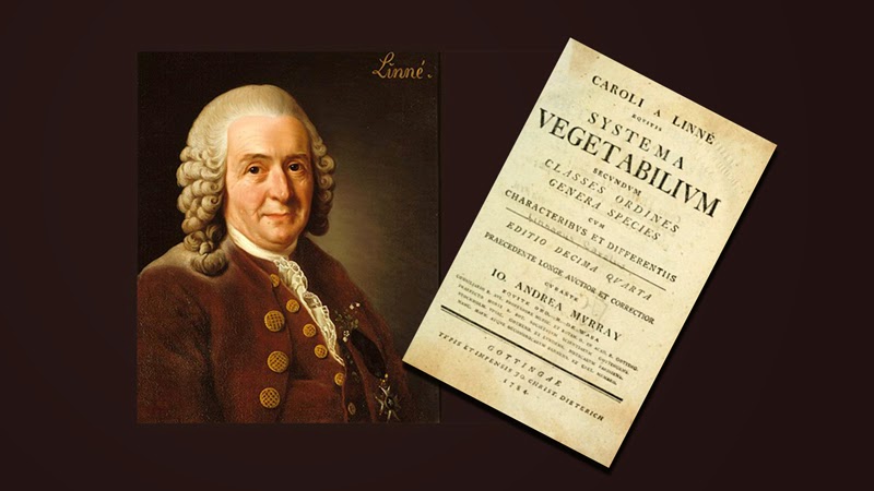 Durian Info: The Origin of Durian