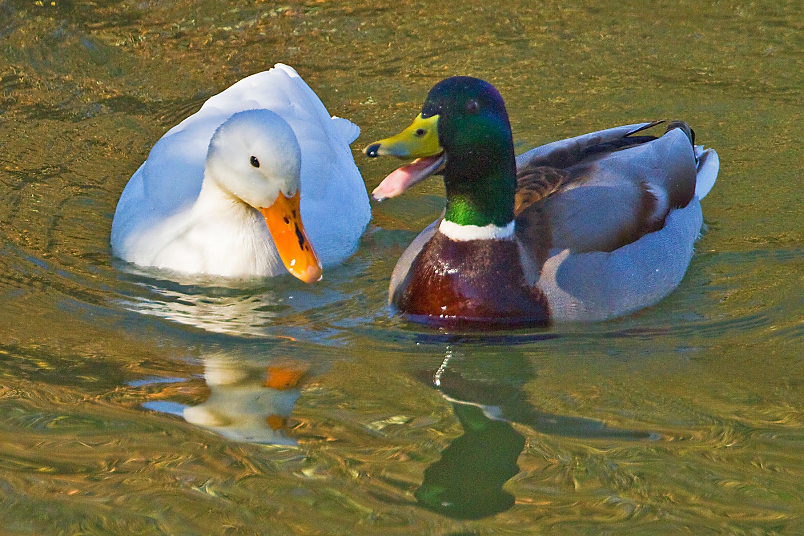 PETER'S PORTFOLIO..............Bird & Wildlife Photography: Mallards at ...