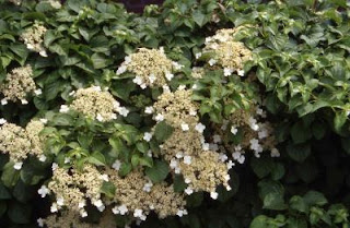 Grandma Pearl's Backporch: Plant a Climbing Hydrangea Vine to Help ...