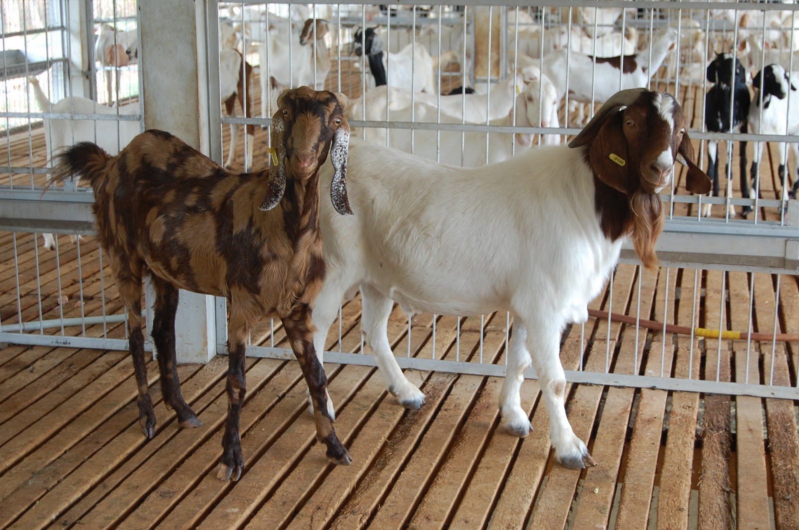 veeravasu goat farm: VEERA GOAT FORM