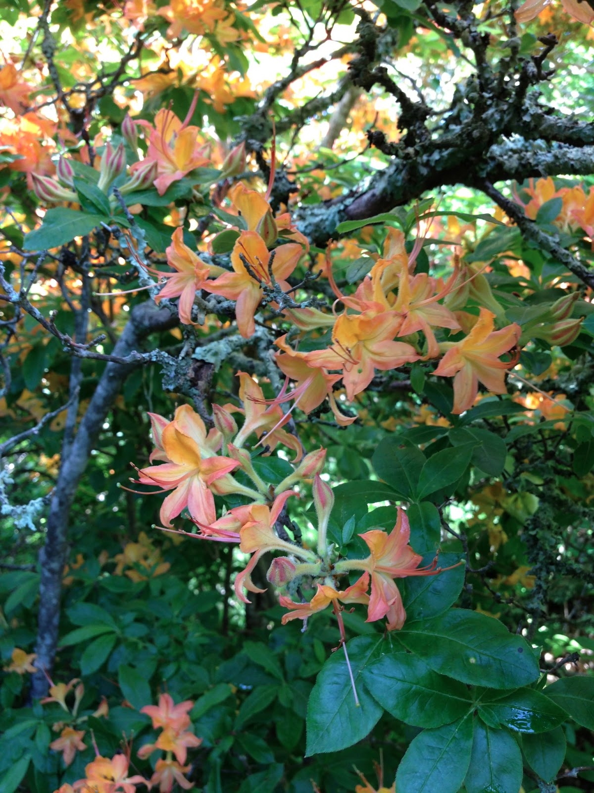 Hiking the Appalachian Balds: Gregory Bald