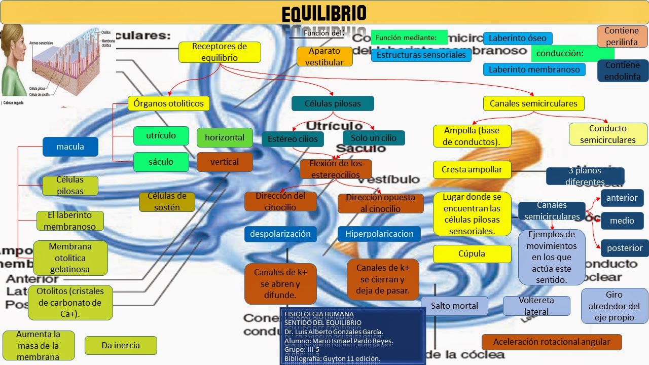 Fisiología Humana: SENTIDO DEL EQUILIBRIO