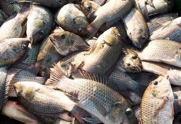 Piliin Ang Isda kaysa Karne