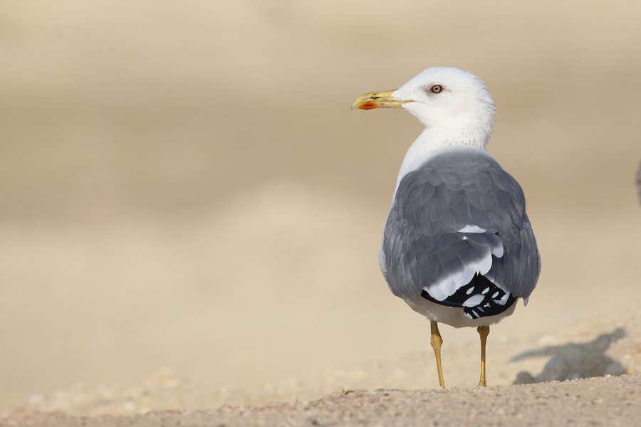 Birds of Saudi Arabia: Large Gull ID Help