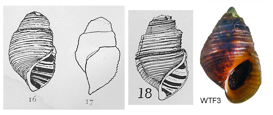 Freshwater Gastropods of North America: Is Gyrotoma Extinct?