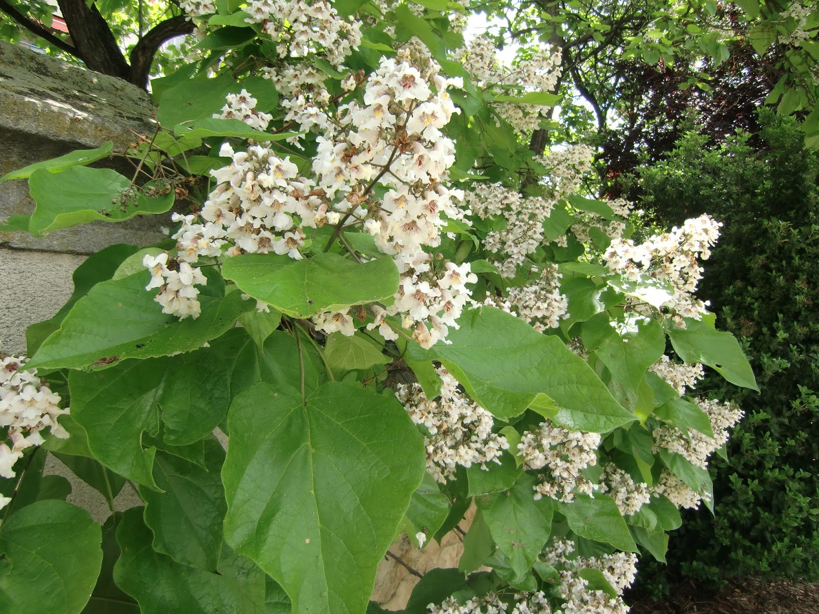 Plantas de Huerta Otea, Salamanca: Catalpa (Catalpa bignonioides)