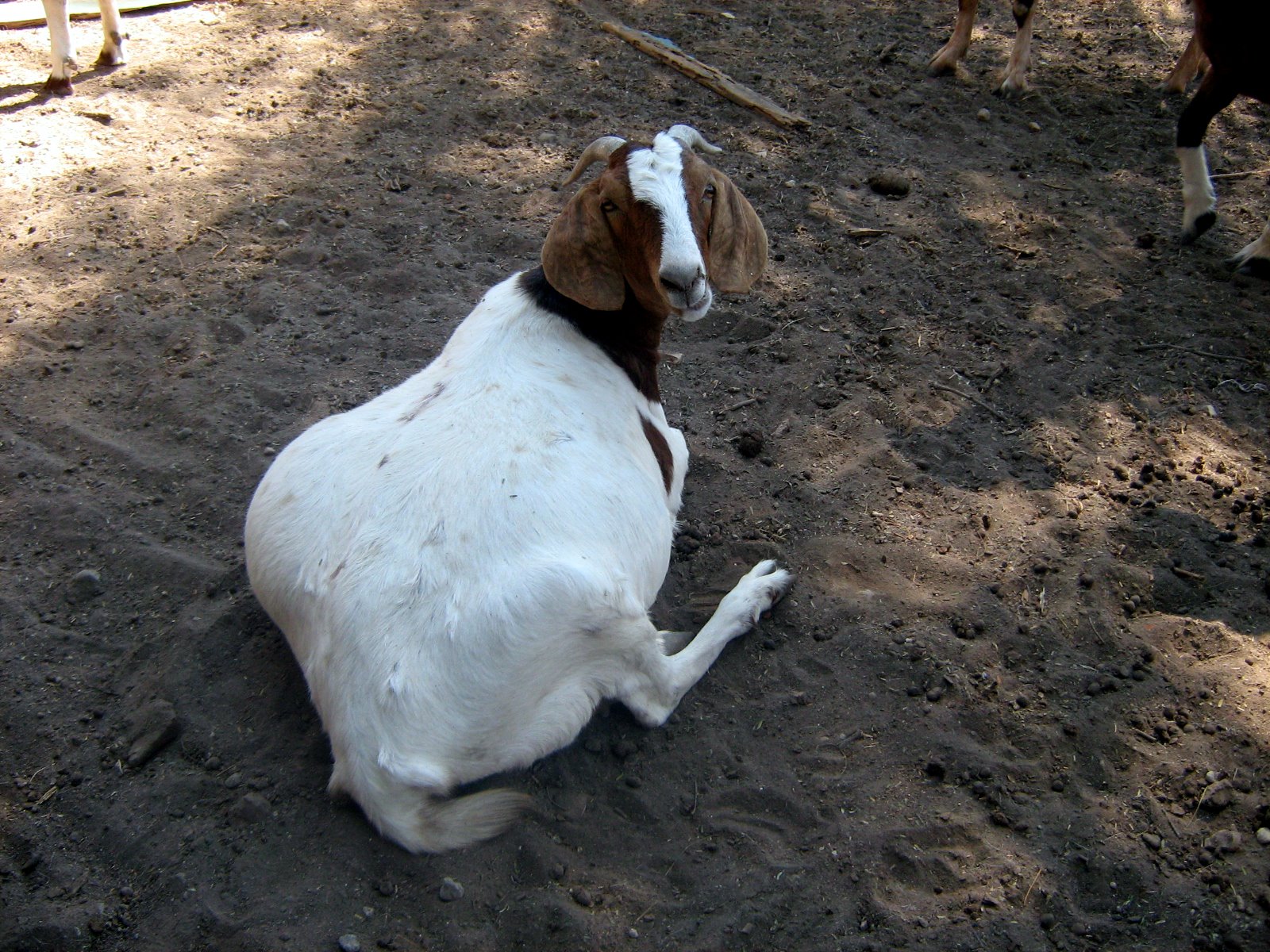 Los Ranchos de ganado de México: Criadero de cabras boer y chivos boer ...