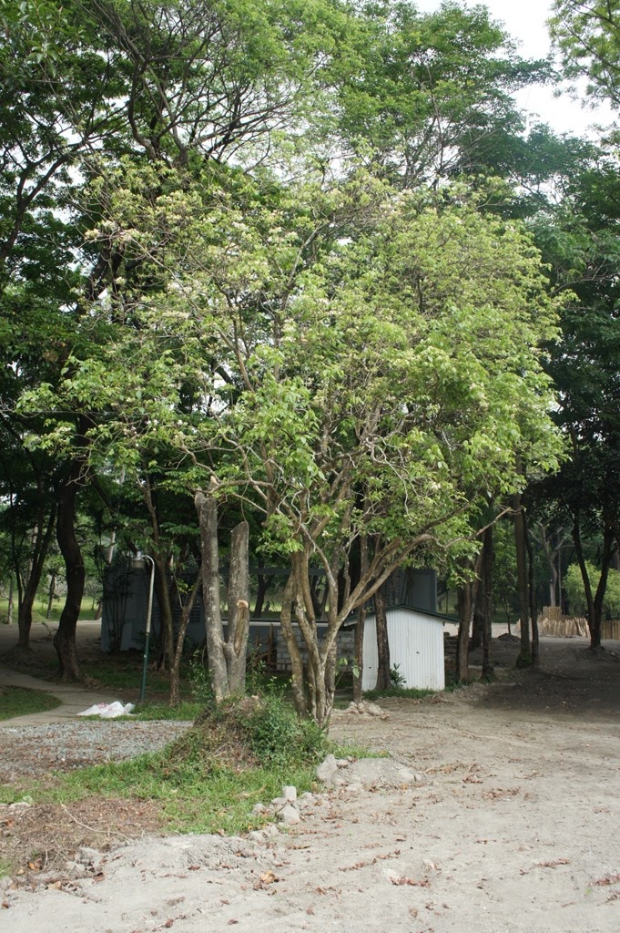 OUR PHILIPPINE TREES: The March Tree Walk