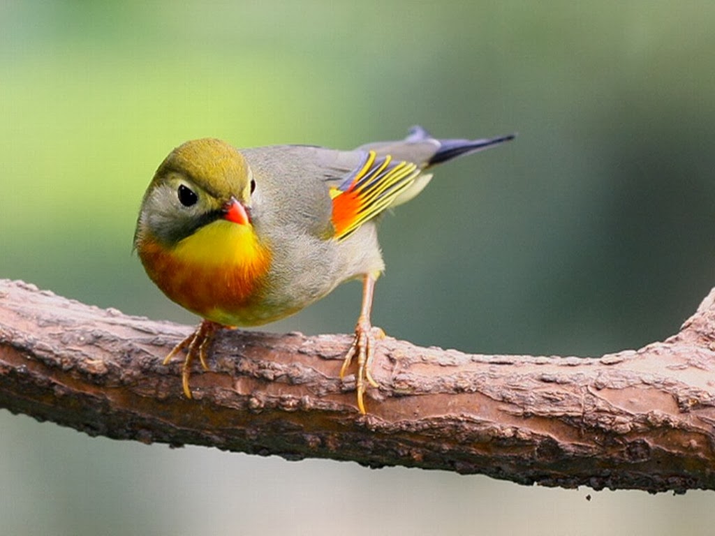 Red Billed Leiothrix - Pets