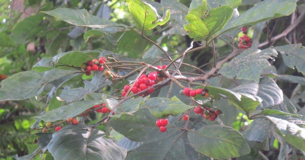 කොබ්බෑ [Kobbe] (Allophylus cobbe) ~ අපේ ඔසුපැළ Medicinal Plants of Sri ...