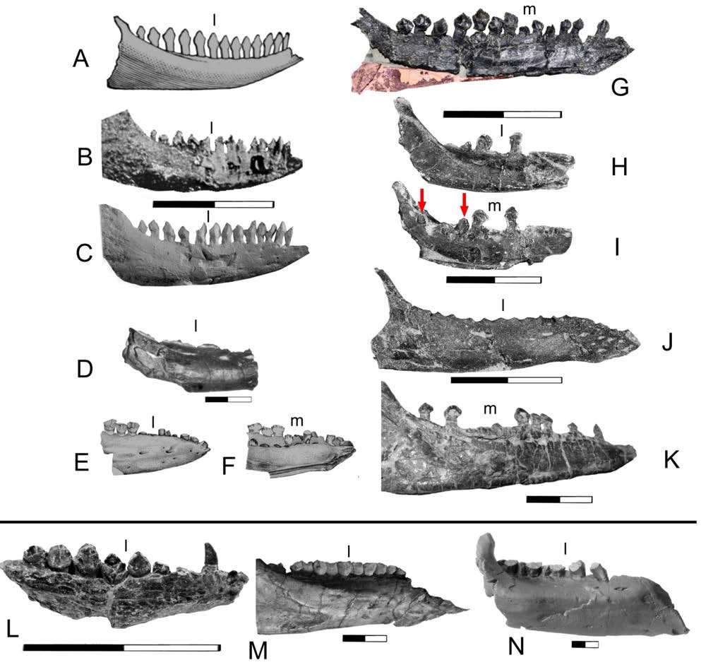 Equatorial Minnesota: Dryosaurus elderae and the revenge of Nanosaurus ...