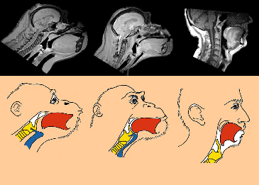 ¡Mundo Bioblogo!: Diferencias entre humanos y primates.