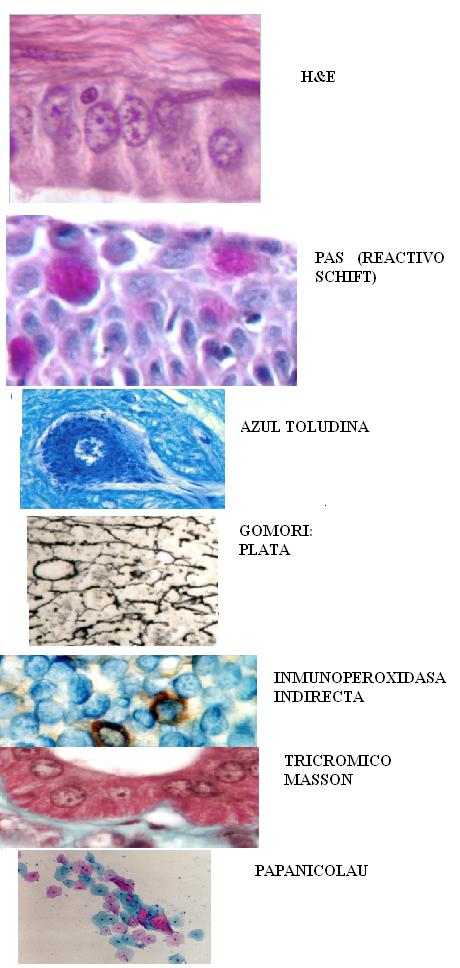 atlas de histología: MÉTODOS EN HISTOLOGÍA