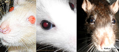 Rattus Choki Pet Blog: How to distinguish rat eye color