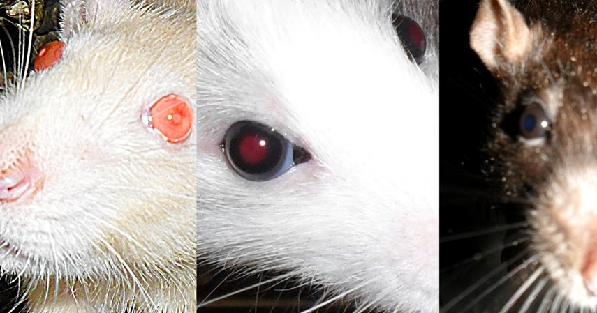 Rattus Choki Pet Blog: How to distinguish rat eye color
