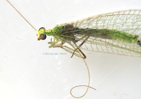 Microscope World Blog: Insects Under the Microscope