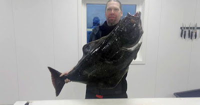 Team Propell fiske: Drar kveite og skrei i Nord-Norge