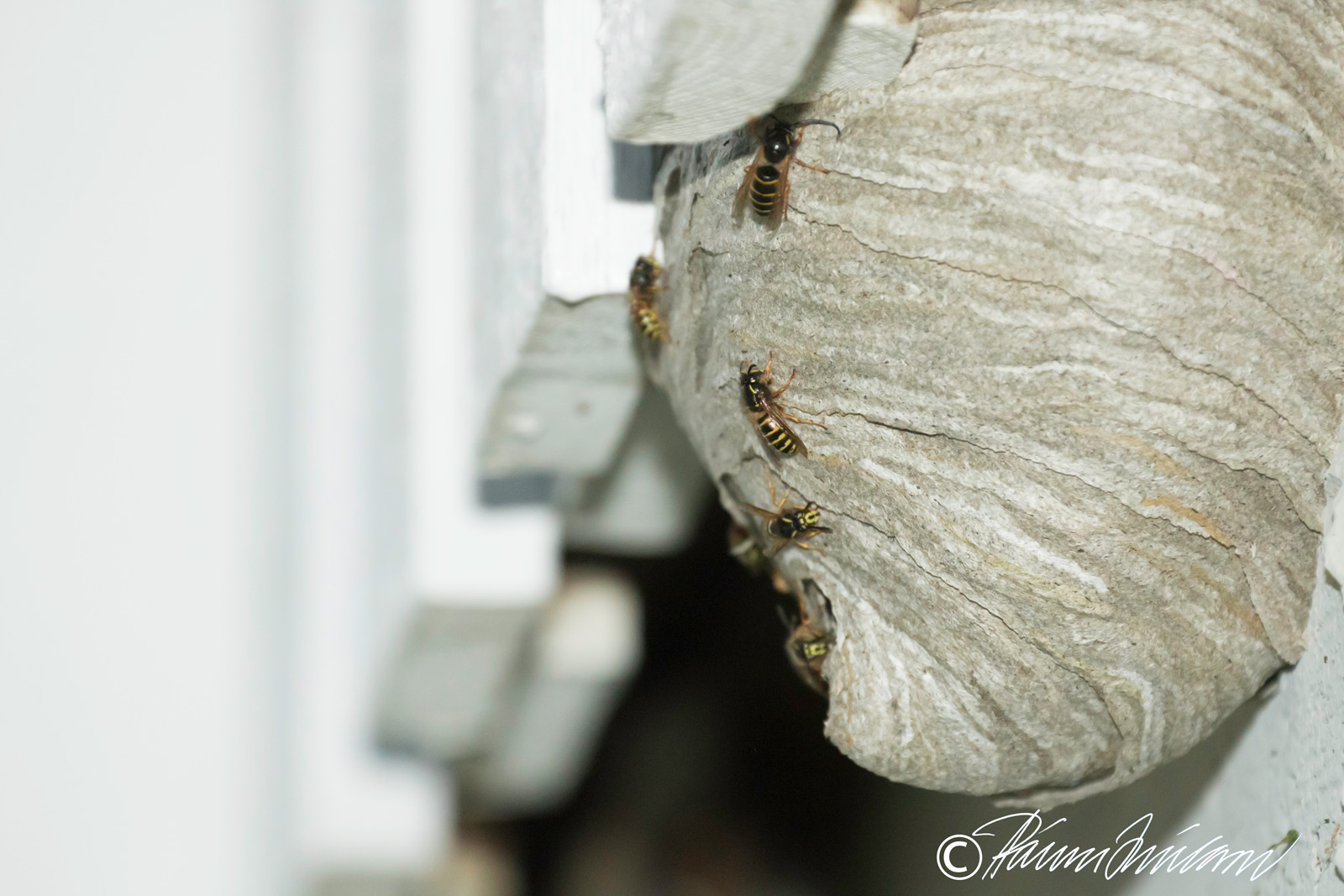 Höfuð Kvisthyltinga: Af dýrðarsöng og fjöldamorðum.