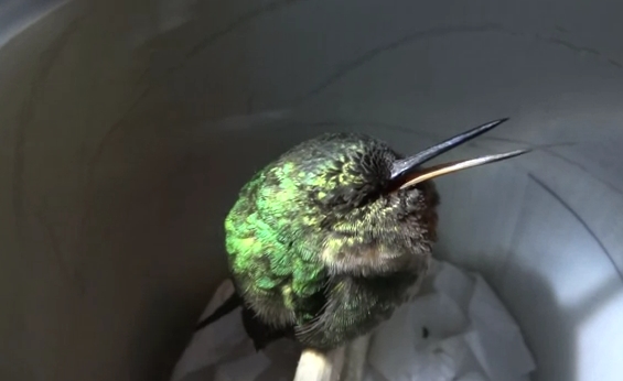 White Wolf : Sleeping hummingbird "snores" in Peru (Video)